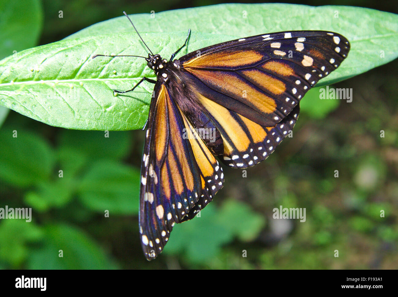 Single Monarch Butterfly on some green leaves Stock Photo - Alamy