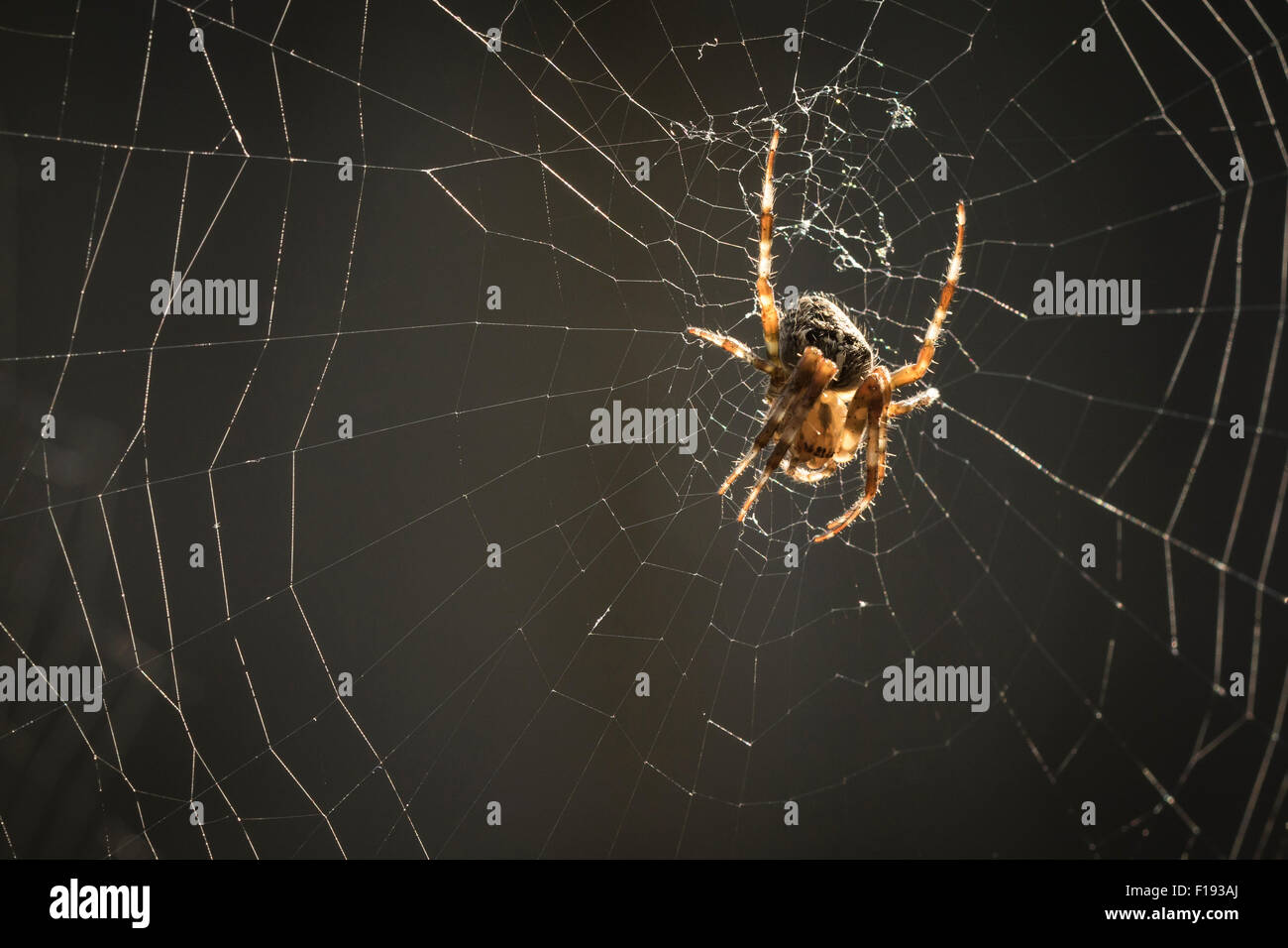 Cross Spider waits for a prey in the middle of a spider web Stock Photo ...