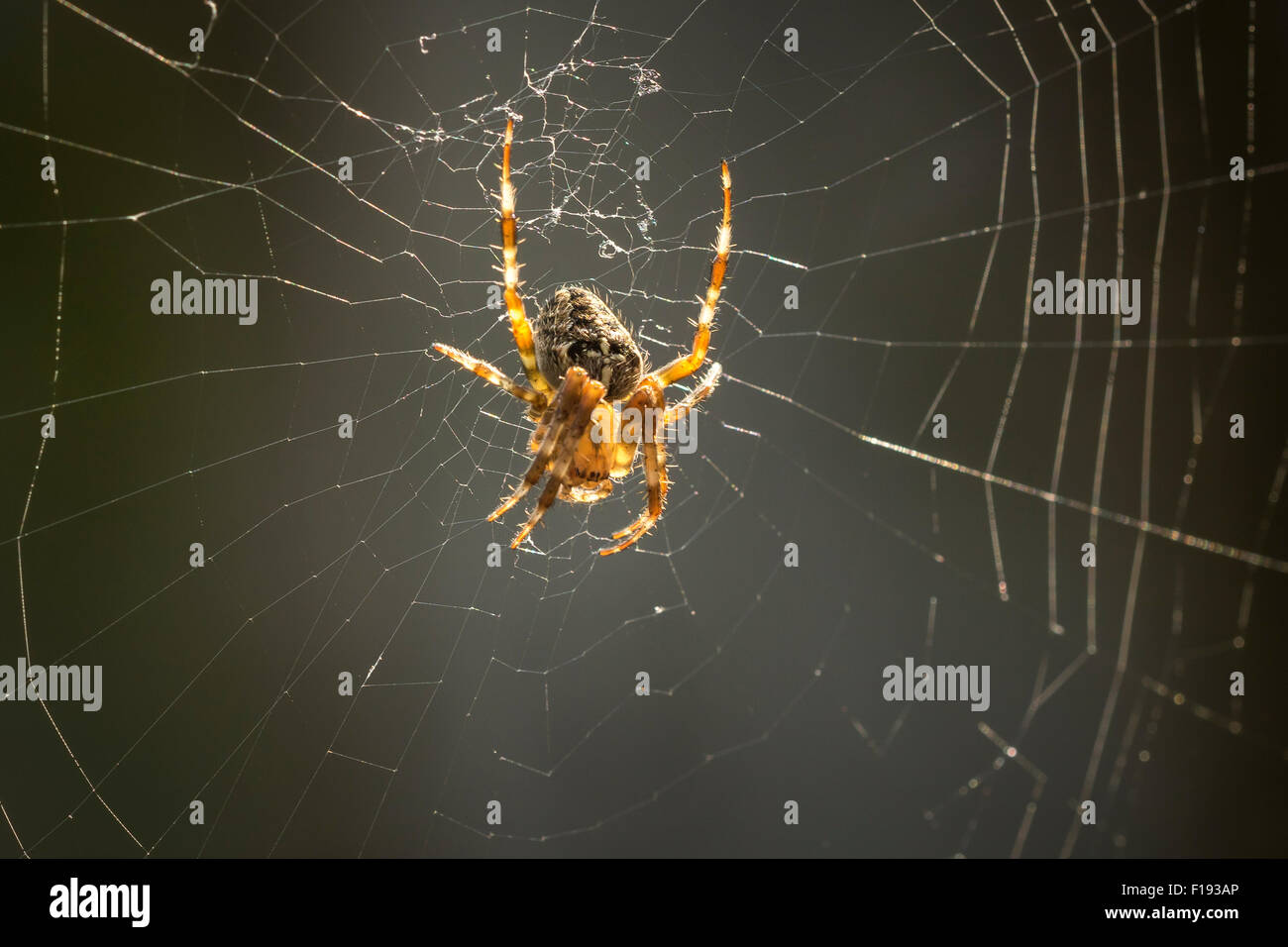 Cross Spider waits for a prey in the middle of a spider web Stock Photo ...