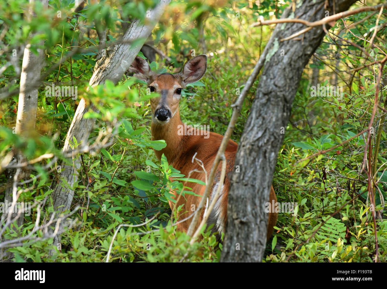 Deer at Minnewaska State Park Reserve Upstate NY during summer time ...