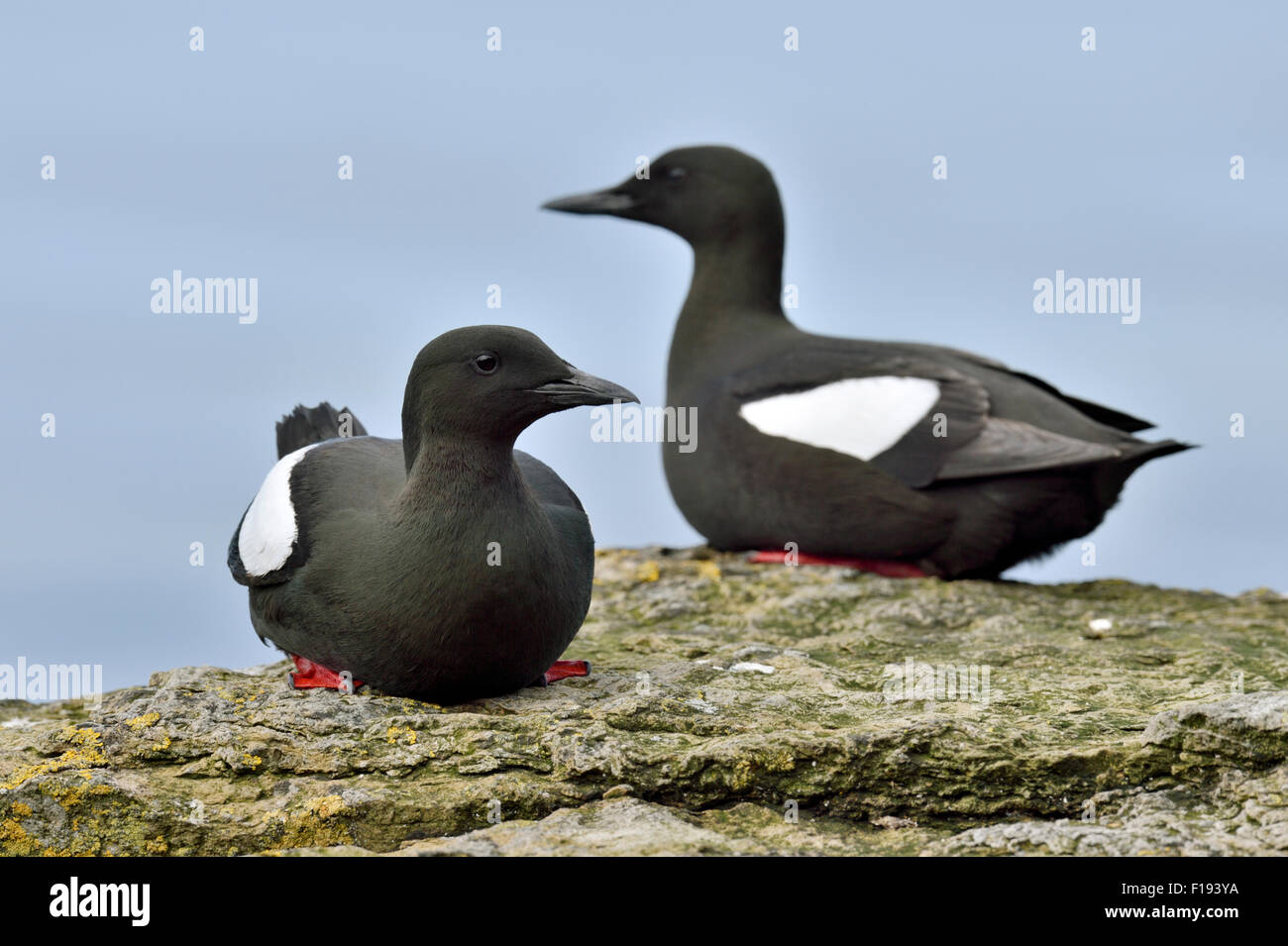 Black guillemot (Cepphus grylle Stock Photo - Alamy