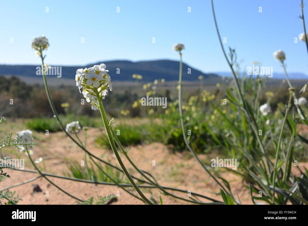 Fragrant Manulea flowers Stock Photo - Alamy