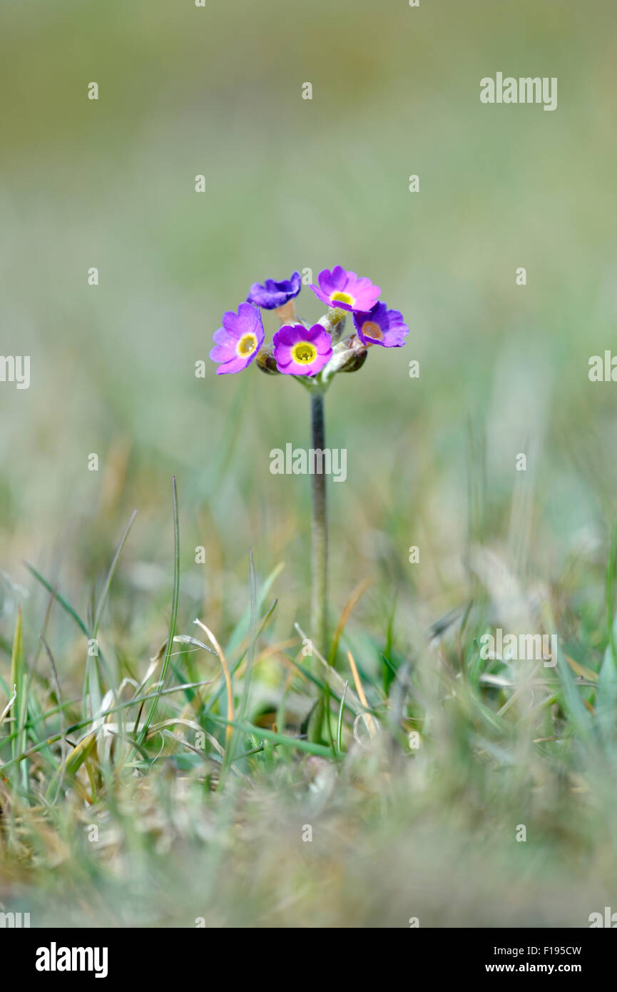 Scottish flower hi-res stock photography and images - Alamy