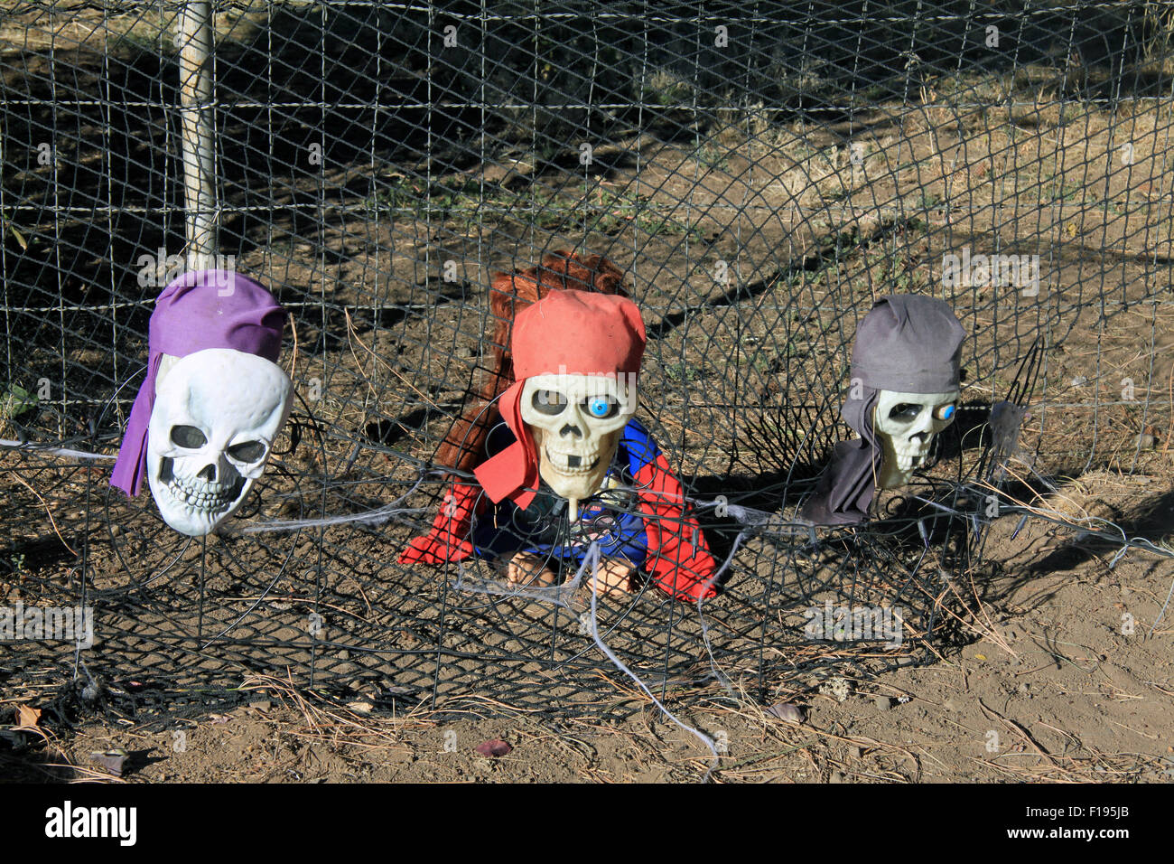 Three skeleton pirate heads poking out of the ground during Halloween ...