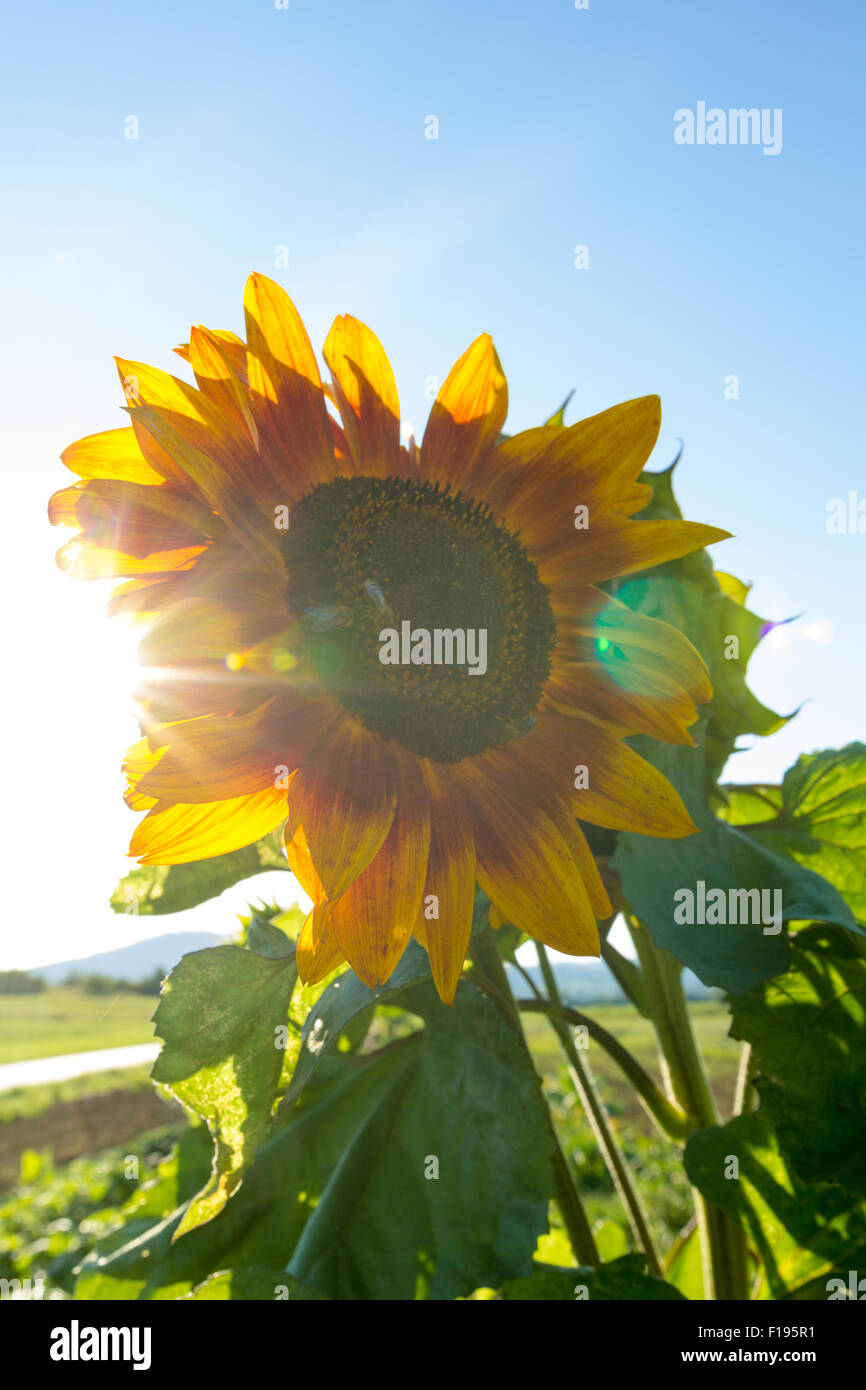 Sunflower in the Sun Stock Photo - Alamy