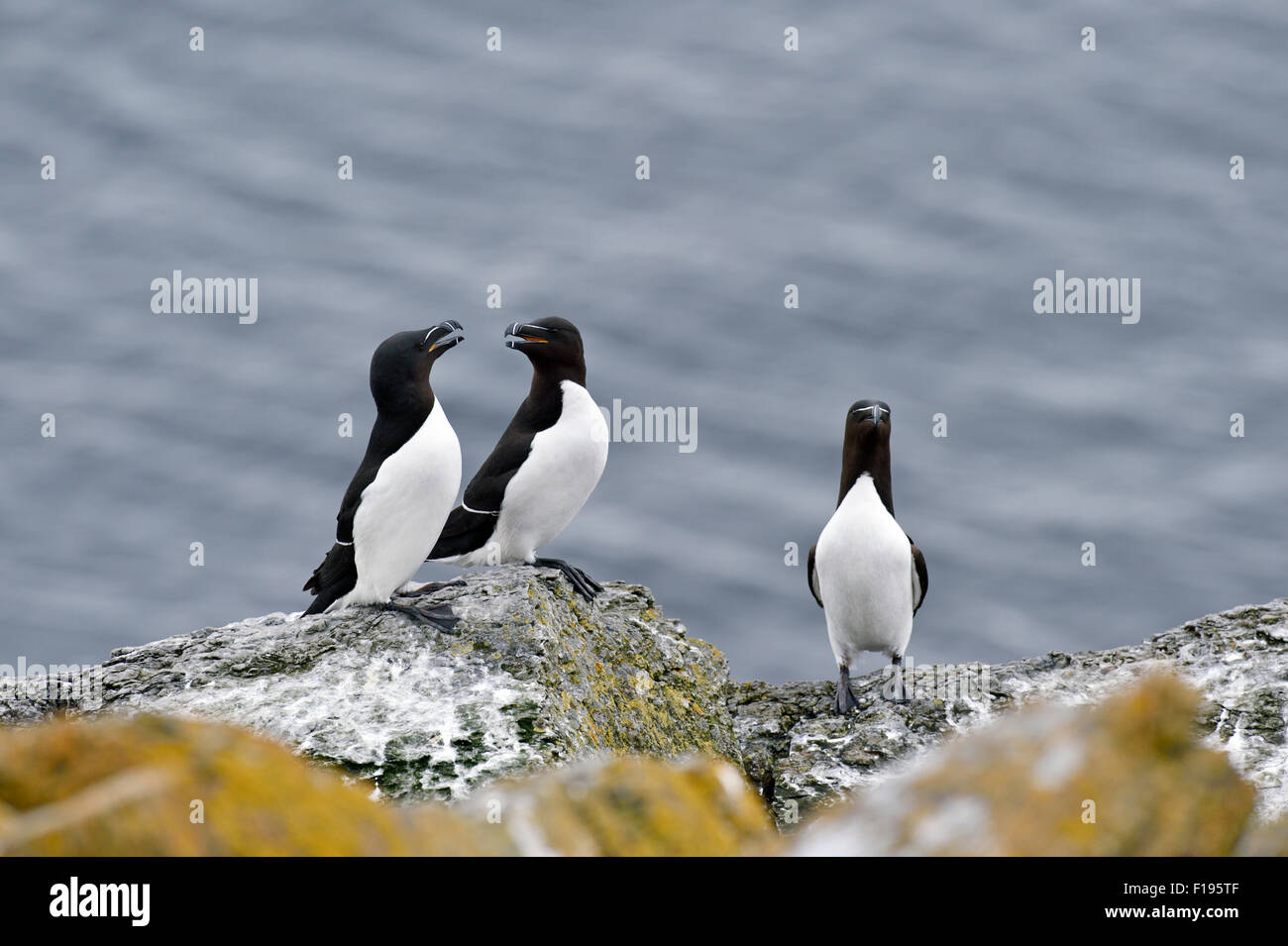 Razorbill land hi-res stock photography and images - Alamy