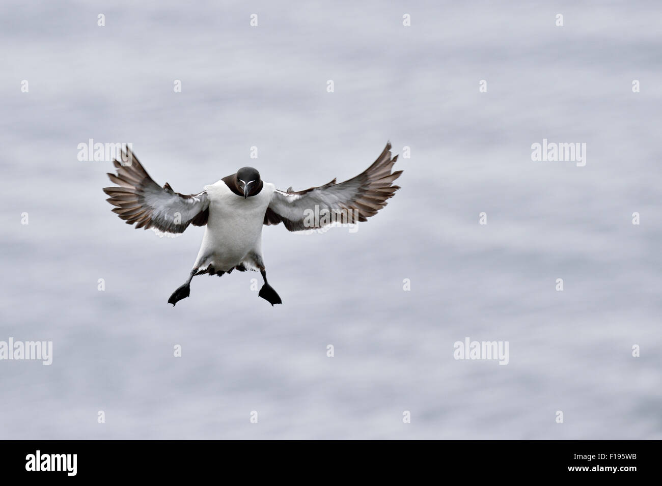 Razorbill britain hi-res stock photography and images - Alamy