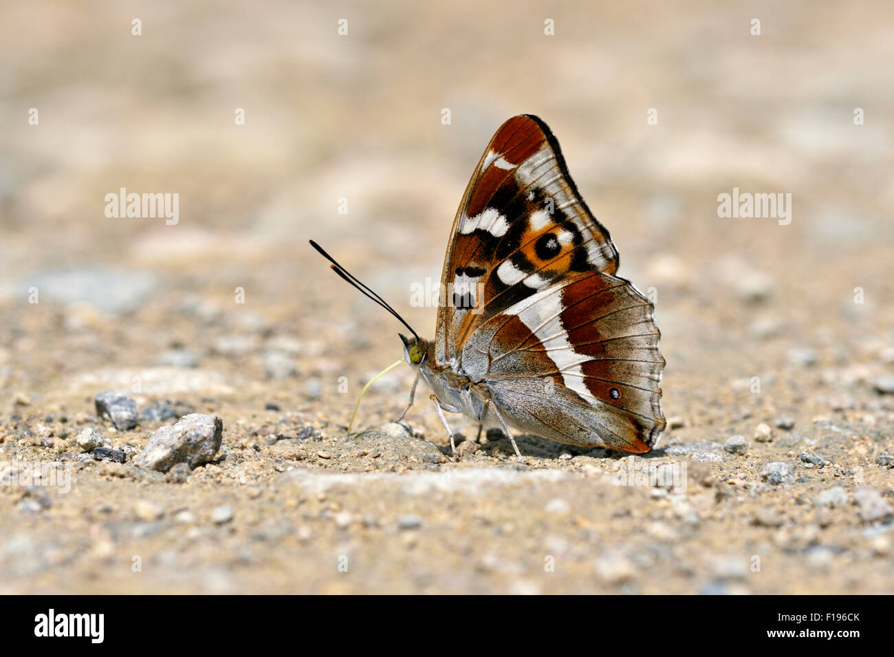 Purple emperor butterfly hi-res stock photography and images - Alamy