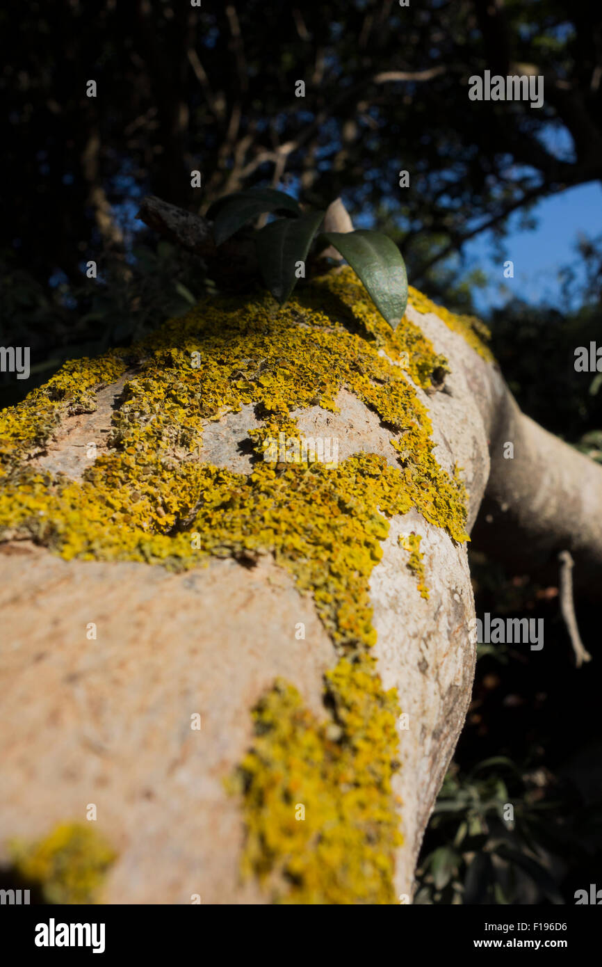 Yellow moss fungus on a tree branch enlightened by sunlight ...