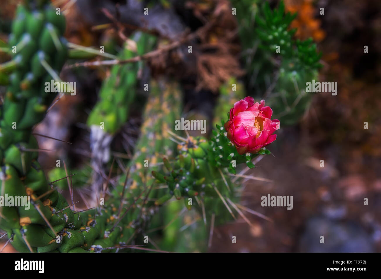 Close-Up,Wildflower,Yellow,Summer, Sharp,Petal, Spring, Flora, Stem ...