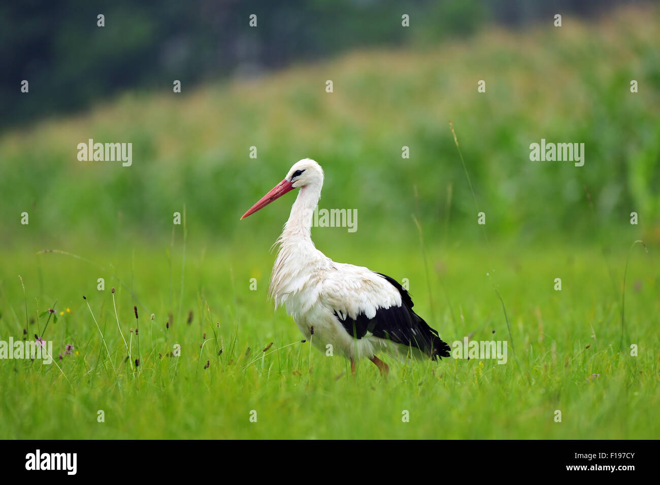 Photo of white stork in a field Stock Photo - Alamy