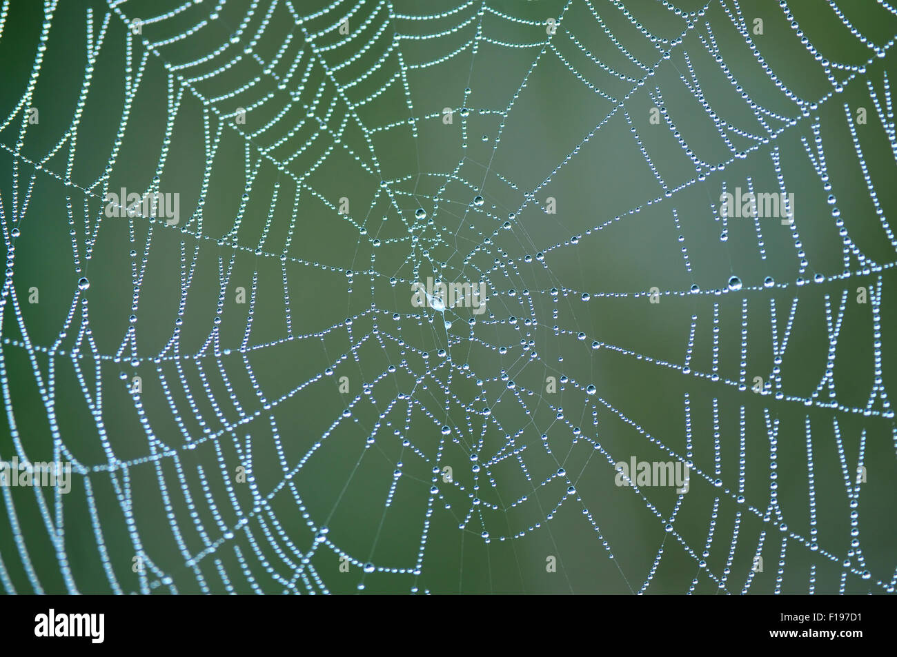 Photo of spider web with morning dew Stock Photo - Alamy