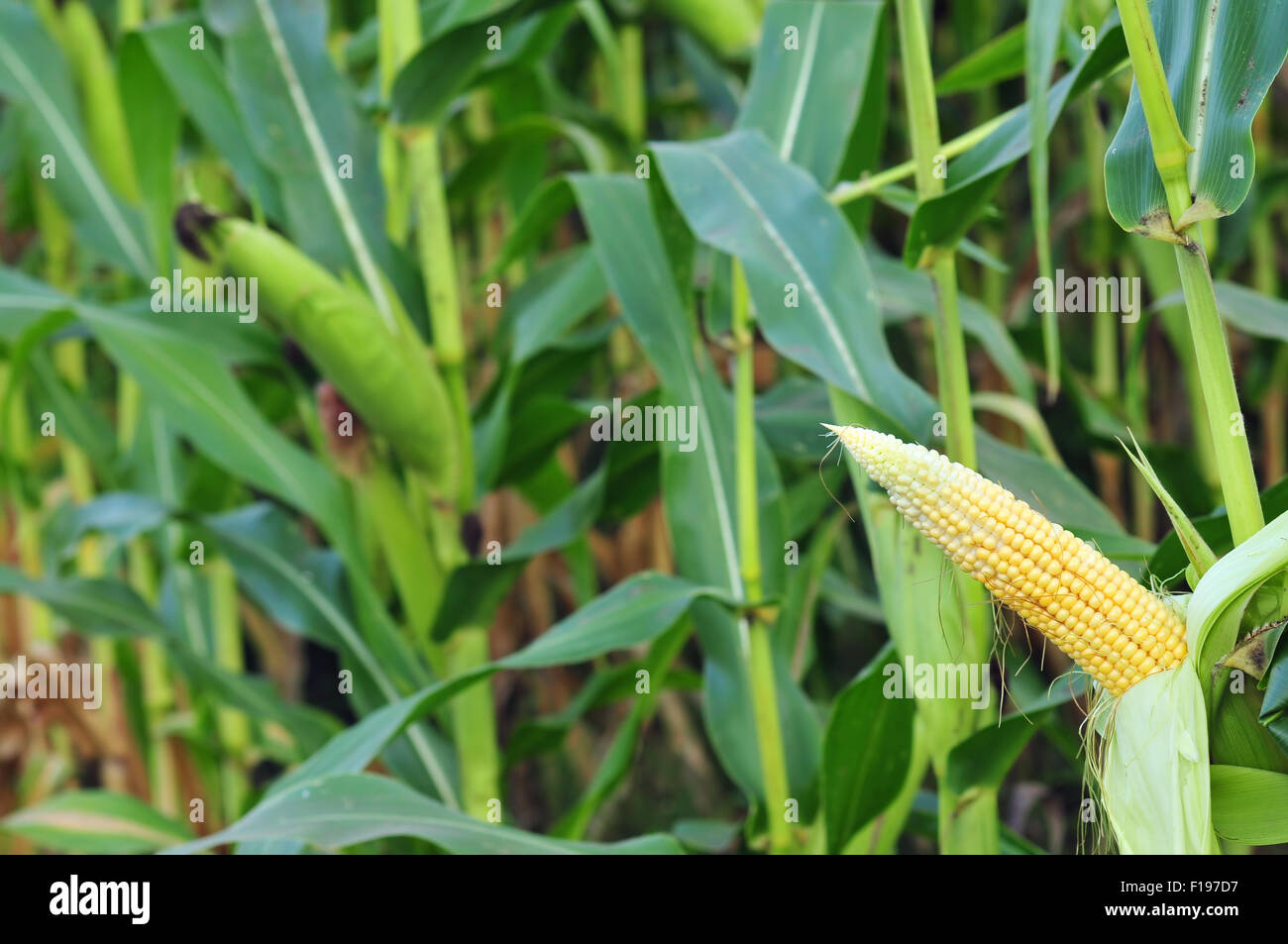 Photo of young corn growing in a field Stock Photo - Alamy