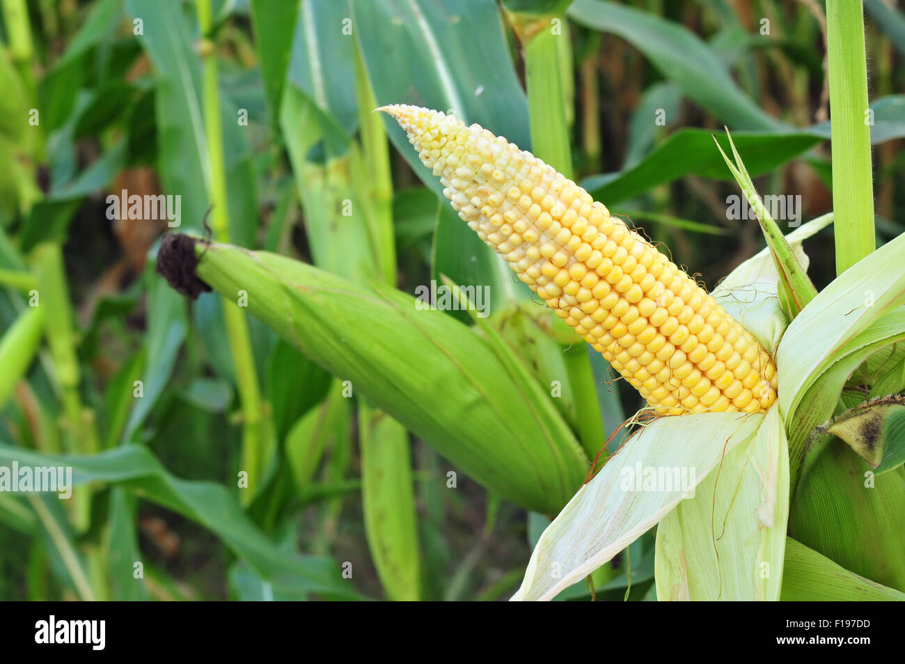 Sweetcorn plant hi-res stock photography and images - Alamy