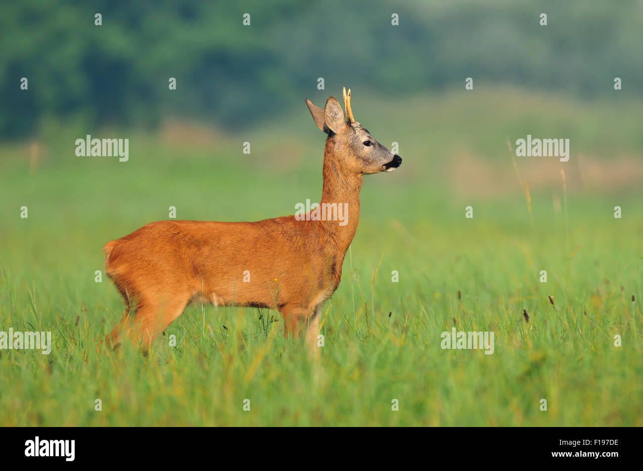Roe deer stag hi-res stock photography and images - Alamy