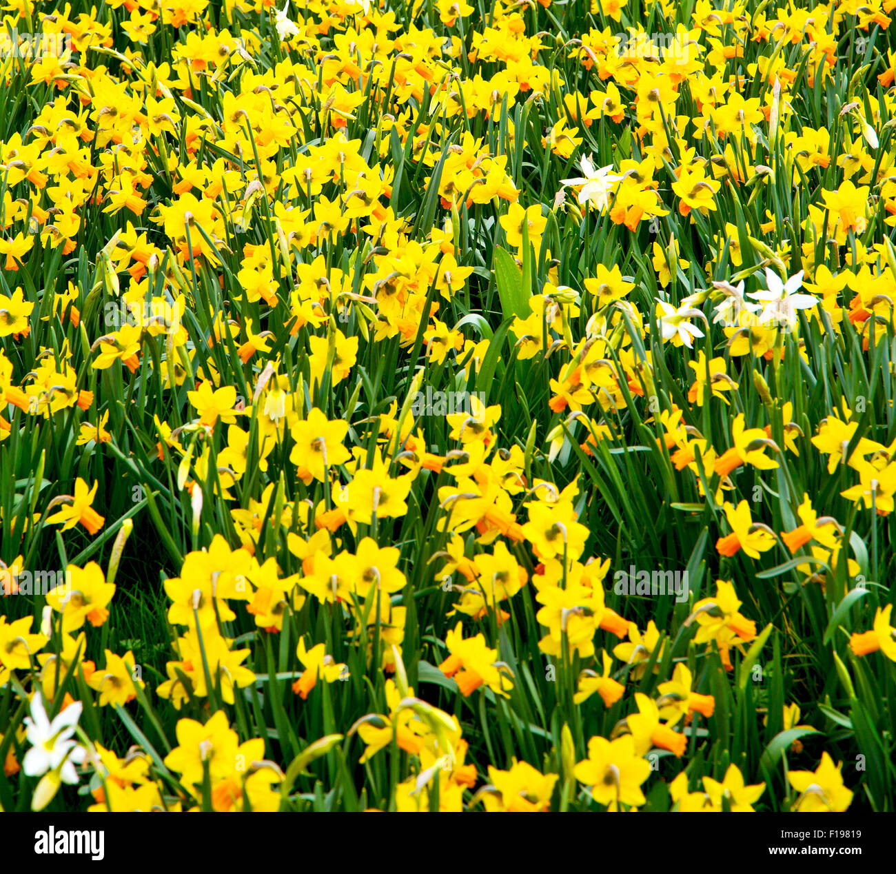 in london yellow flower field nature and spring Stock Photo - Alamy