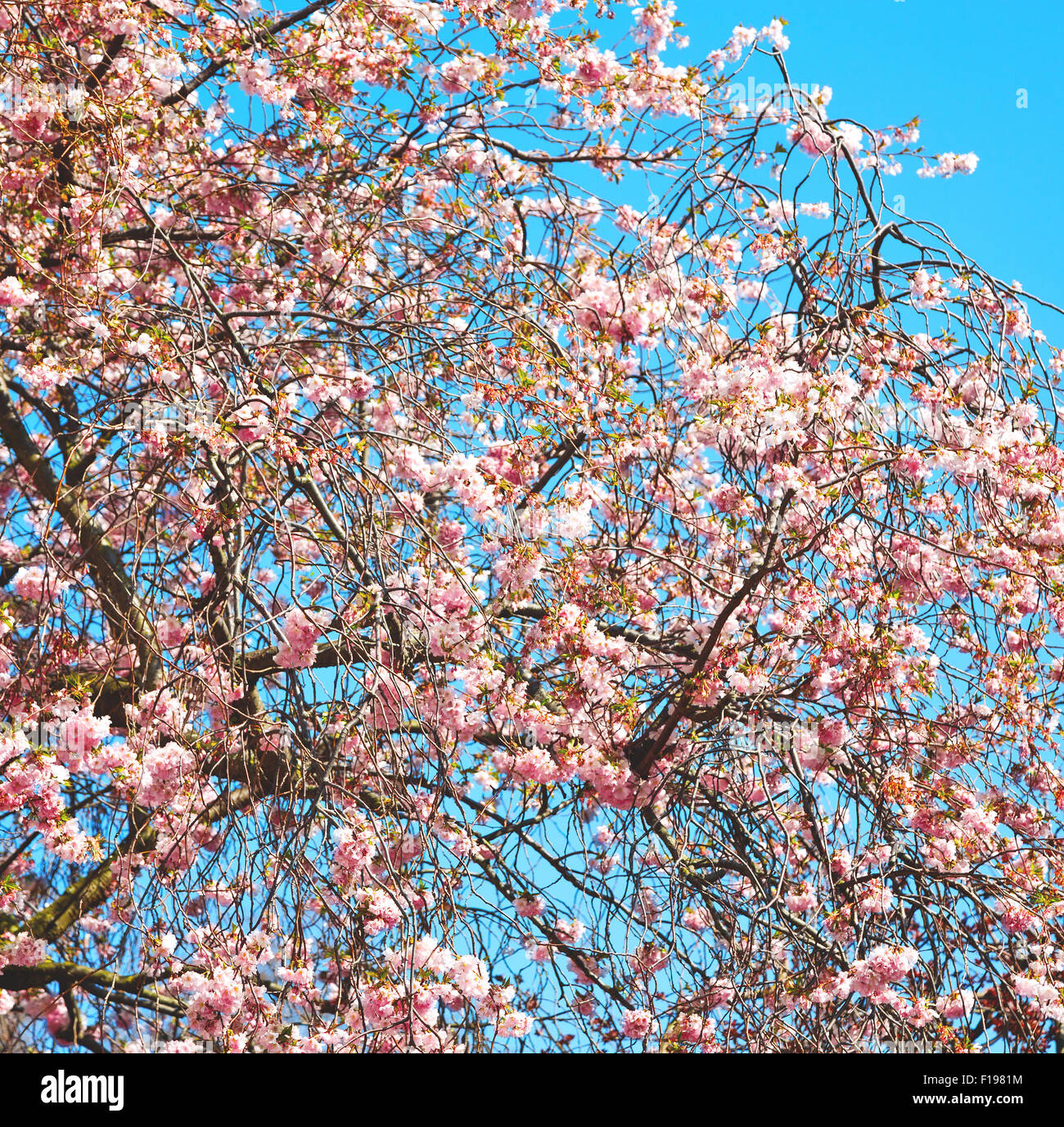 in london park the pink tree and blossom flowers natural Stock Photo ...