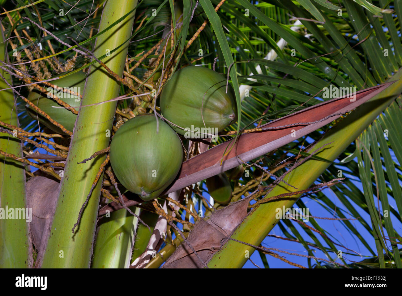 Coconut Palm Tree Belize Stock Photos & Coconut Palm Tree Belize Stock ...