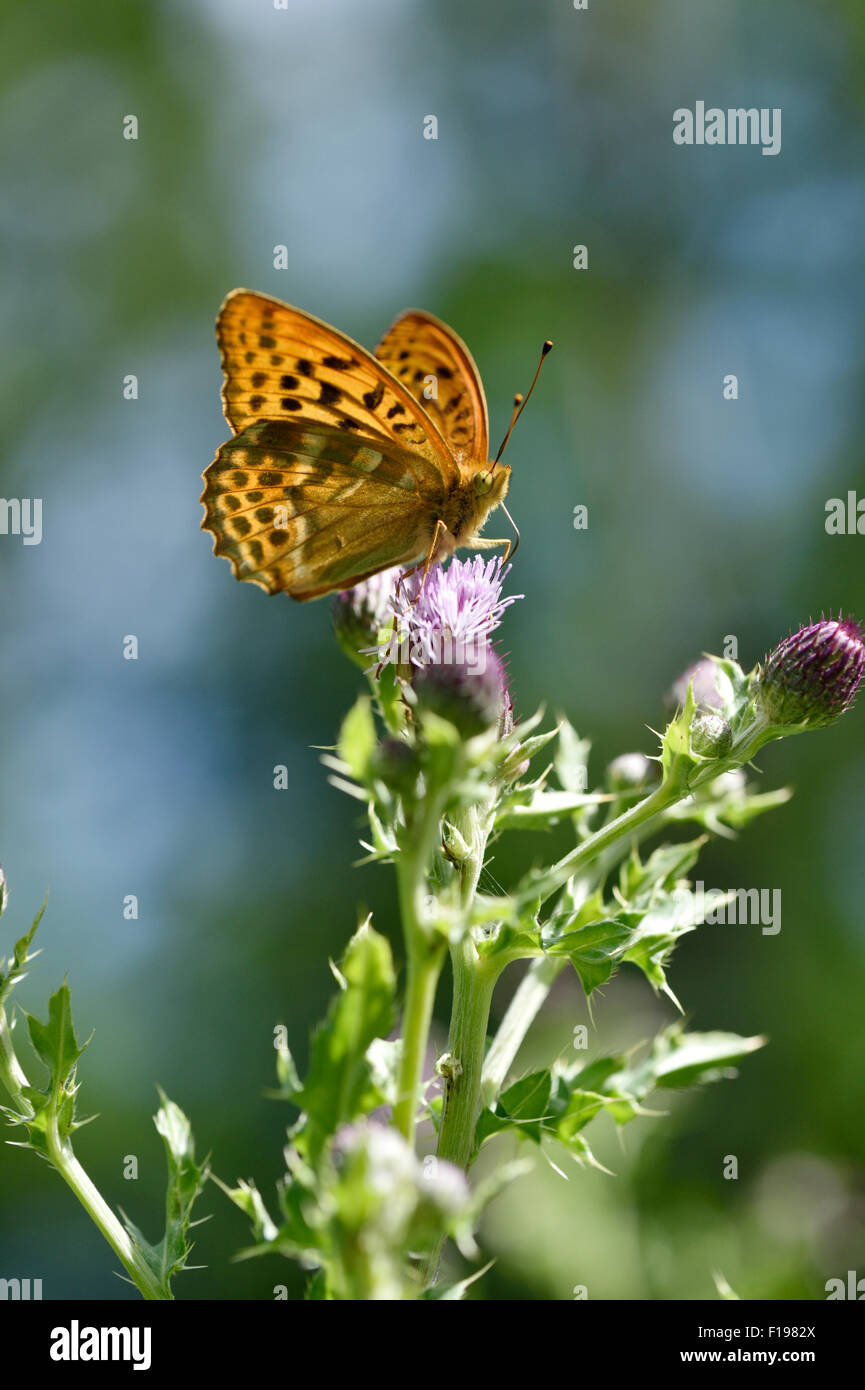 Silver-washed fritillary butterfly (Argynnis paphia) UK Stock Photo - Alamy