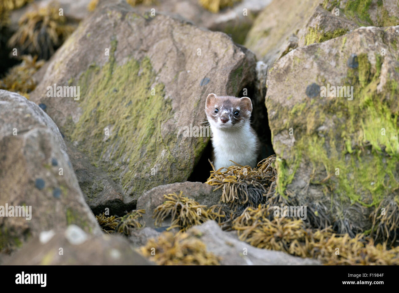 European stoat ermine mustela erminea hi-res stock photography and ...