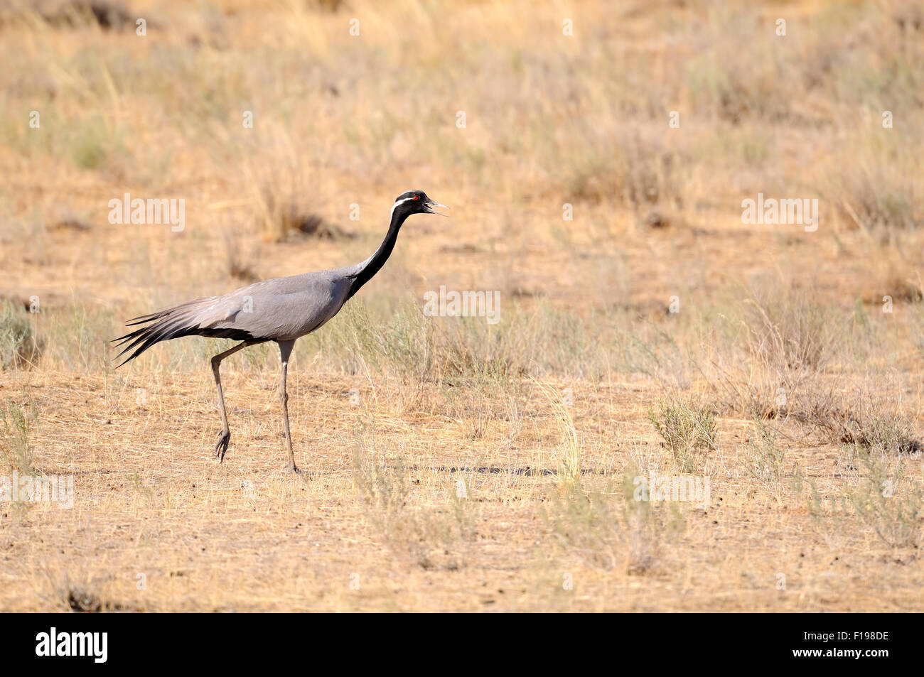 Demoiselle crane walking in hot steppe Stock Photo - Alamy