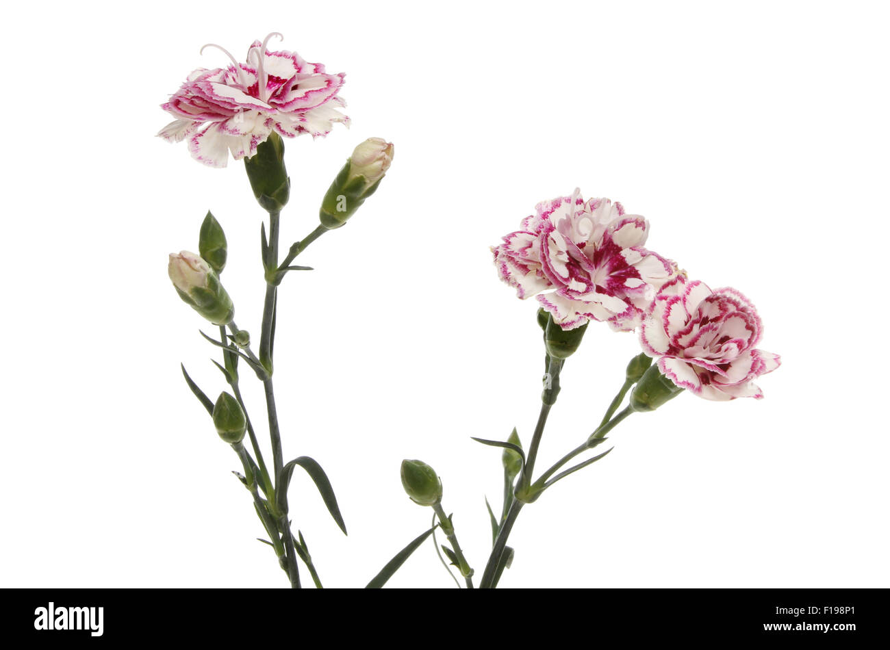 Spray of purple and white carnation flowers and buds isolated against ...