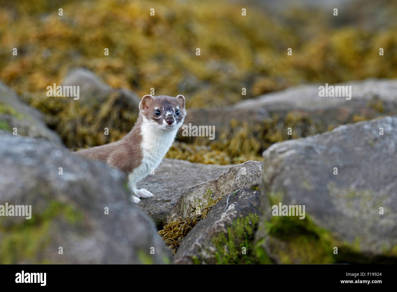 European stoat ermine mustela erminea hi-res stock photography and ...