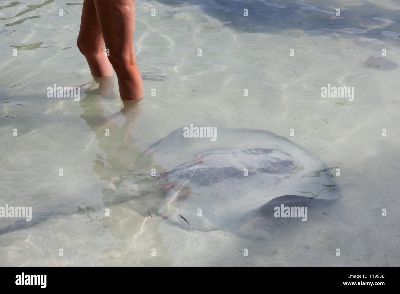 A stingray swims past a woman standing in shallow water, looking for ...