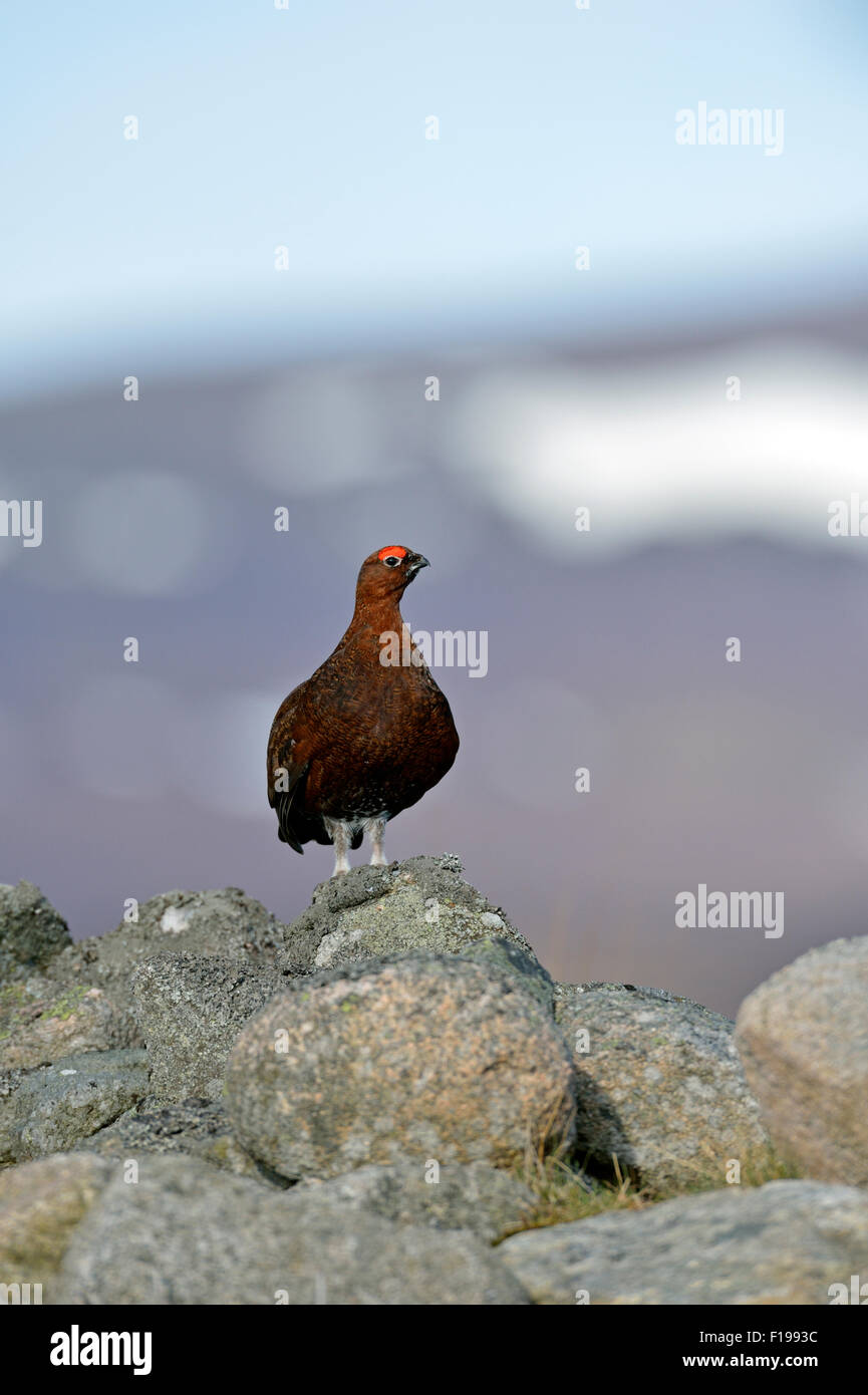 Red Grouse (Lagopus lagopus scoticus Stock Photo - Alamy
