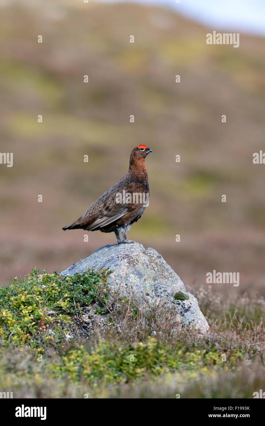 Adult red grouse hi-res stock photography and images - Alamy