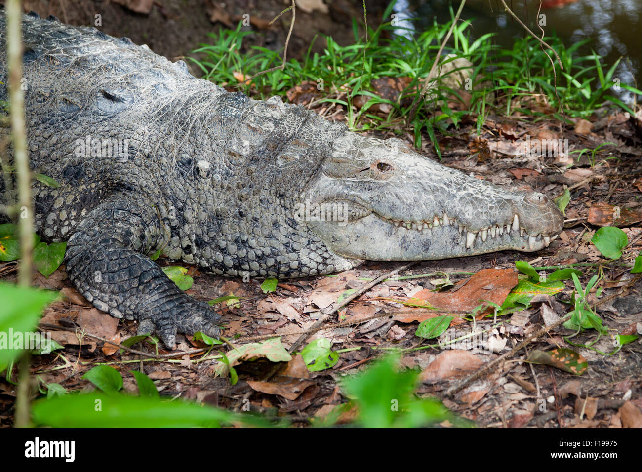 Alligator in mud hi-res stock photography and images - Alamy