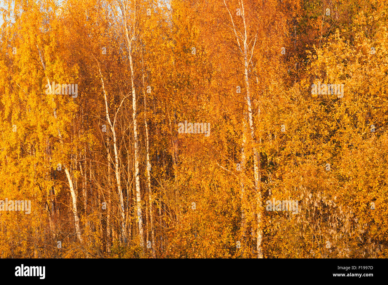 Trees in autumn colors background Stock Photo - Alamy