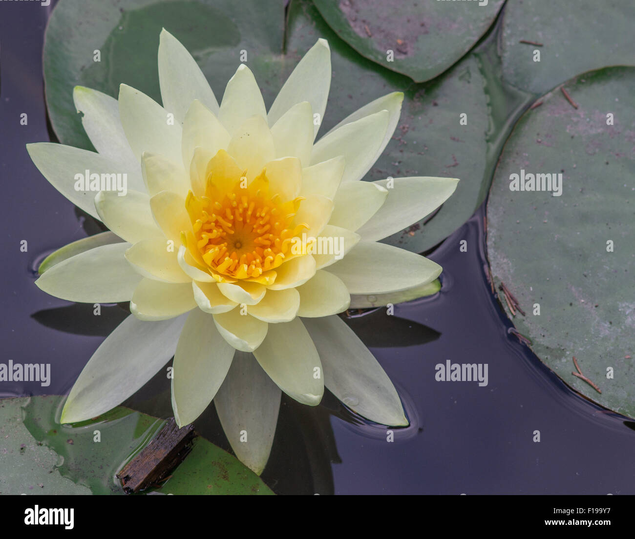 Yellow Water Lilies