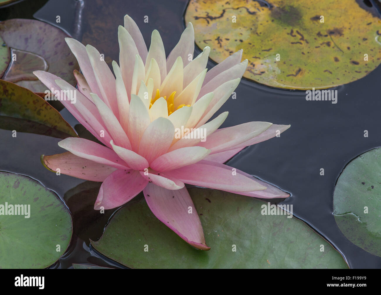 Pink yellow water lily close up Nymphea Stock Photo - Alamy