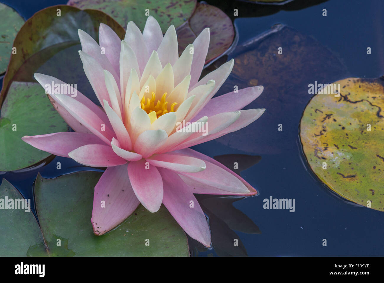 Pink yellow water lily close up Nymphea Stock Photo - Alamy
