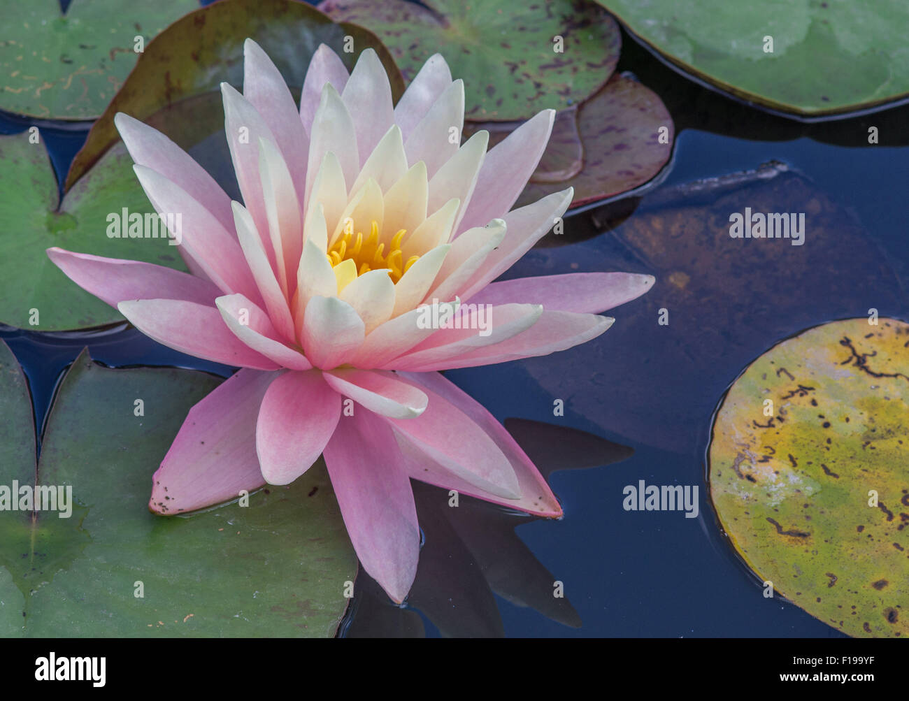 Pink yellow water lily close up Nymphea Stock Photo - Alamy