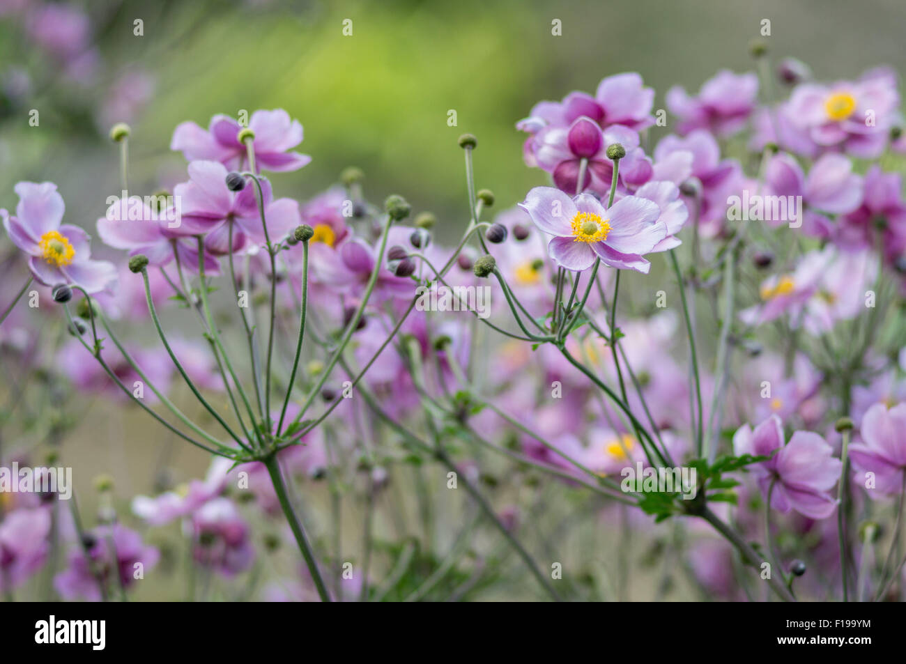 Pink Japanese Anemone hupehensis flowers Stock Photo - Alamy