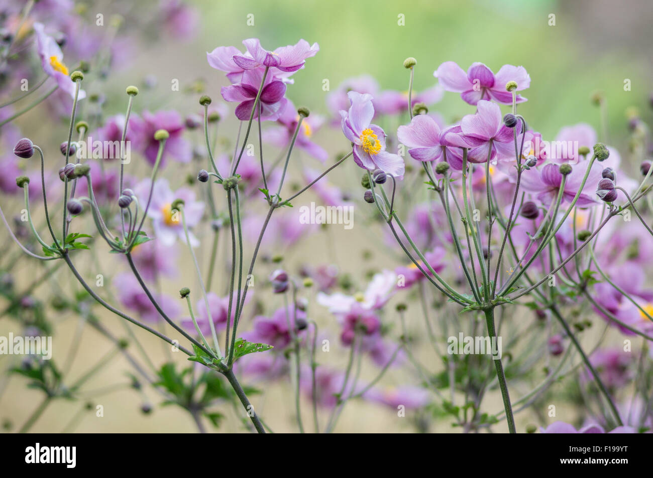 Pink Japanese Anemone hupehensis flowers Stock Photo - Alamy