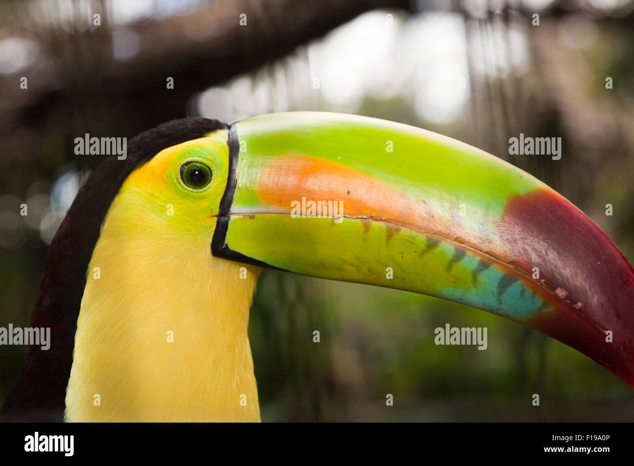 A close up profile of a toucan showing amazing beak detail and colors ...