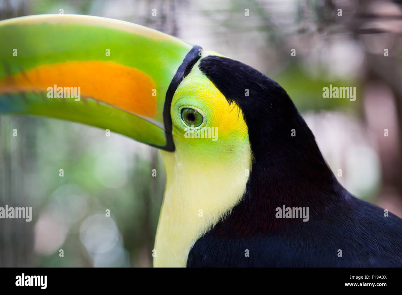 Black and yellow feathers frame green and yellow skin around a green ...