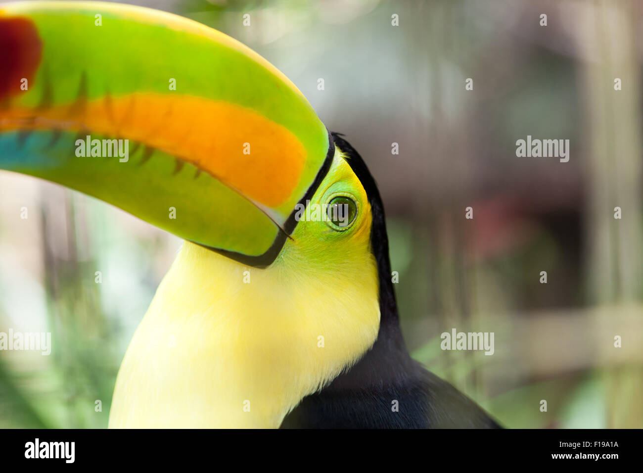 A brightly colored toucan gets close up with a curious look in its ...
