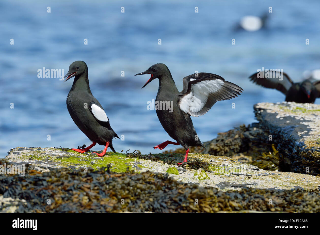 Black guillemot (Cepphus grylle Stock Photo - Alamy