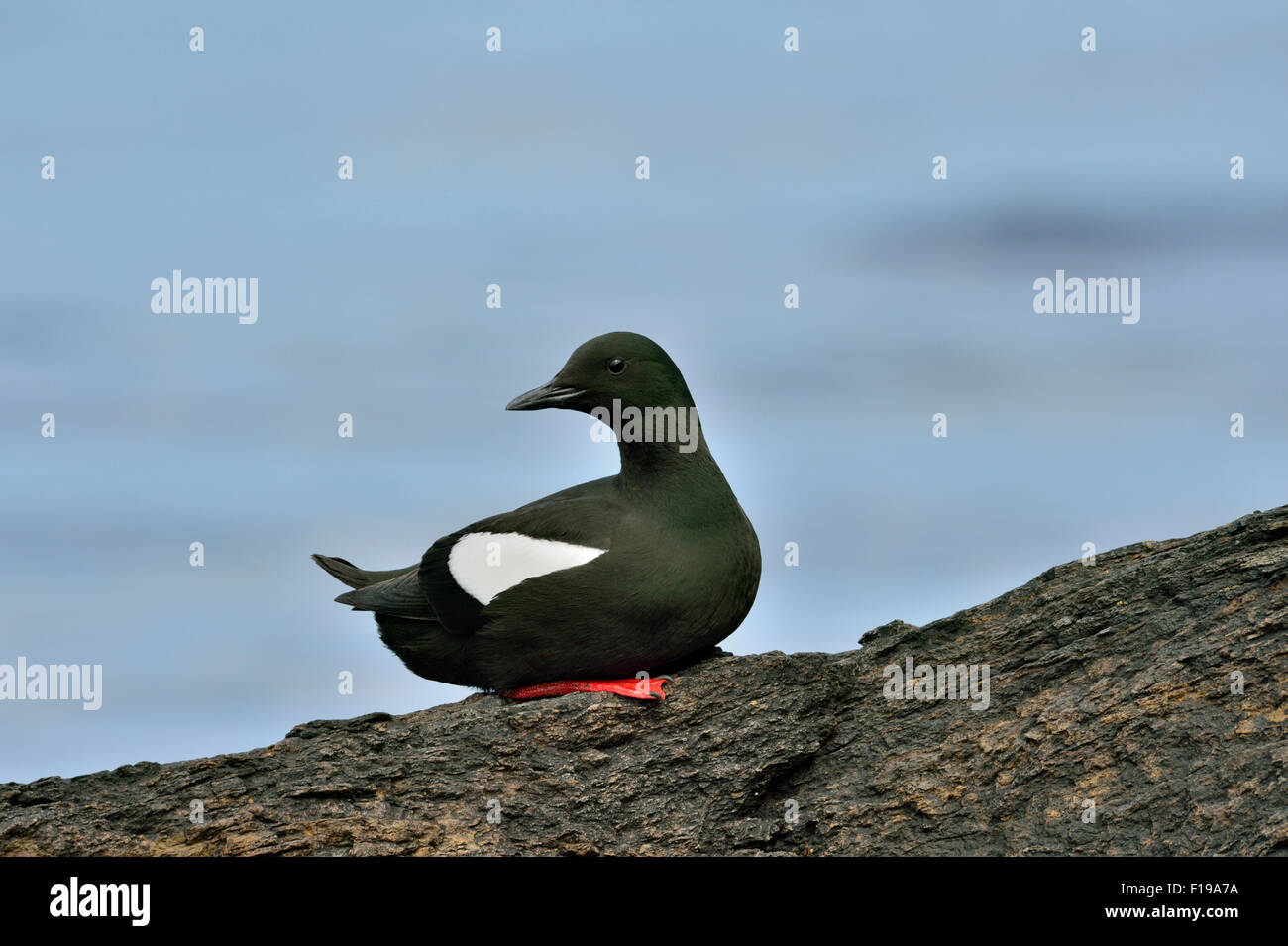 Black guillemot (Cepphus grylle Stock Photo - Alamy
