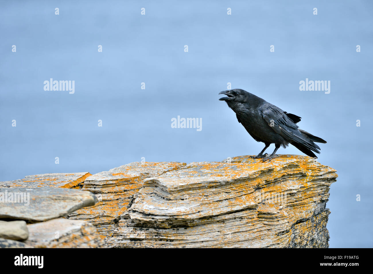 Common raven (Corvus corax), UK Stock Photo - Alamy