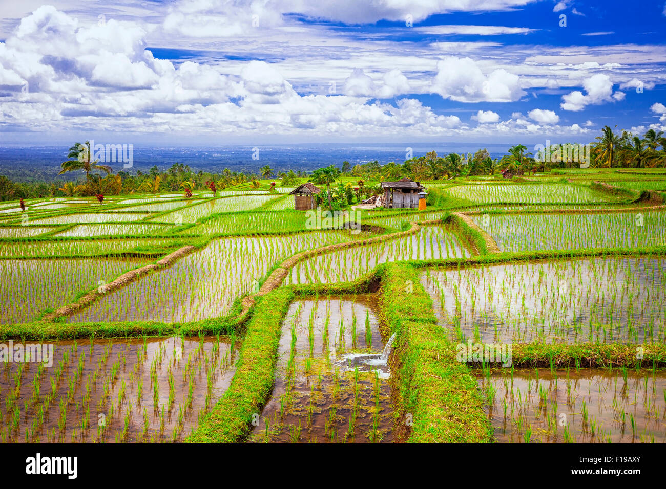 Bali rice plantation hi-res stock photography and images - Alamy