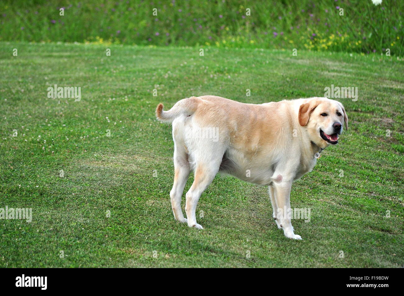 Yellow Labrador Retriever Stock Photo - Alamy