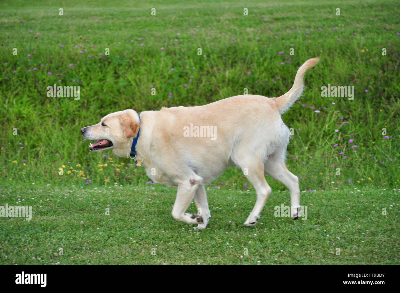 Running Labrador Retriever Stock Photo - Alamy
