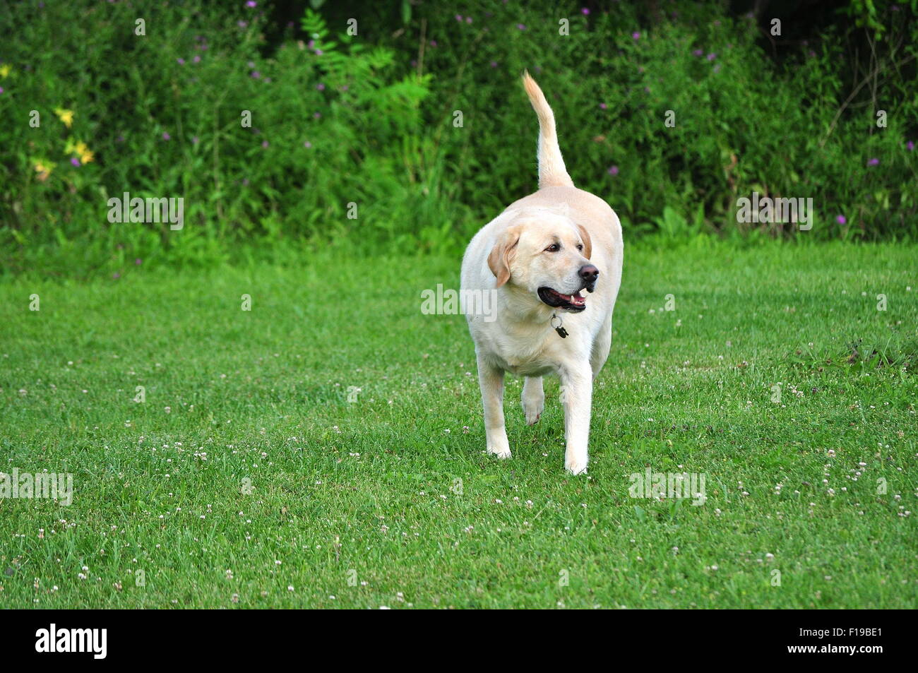 Yellow Labrador Retriever Stock Photo - Alamy