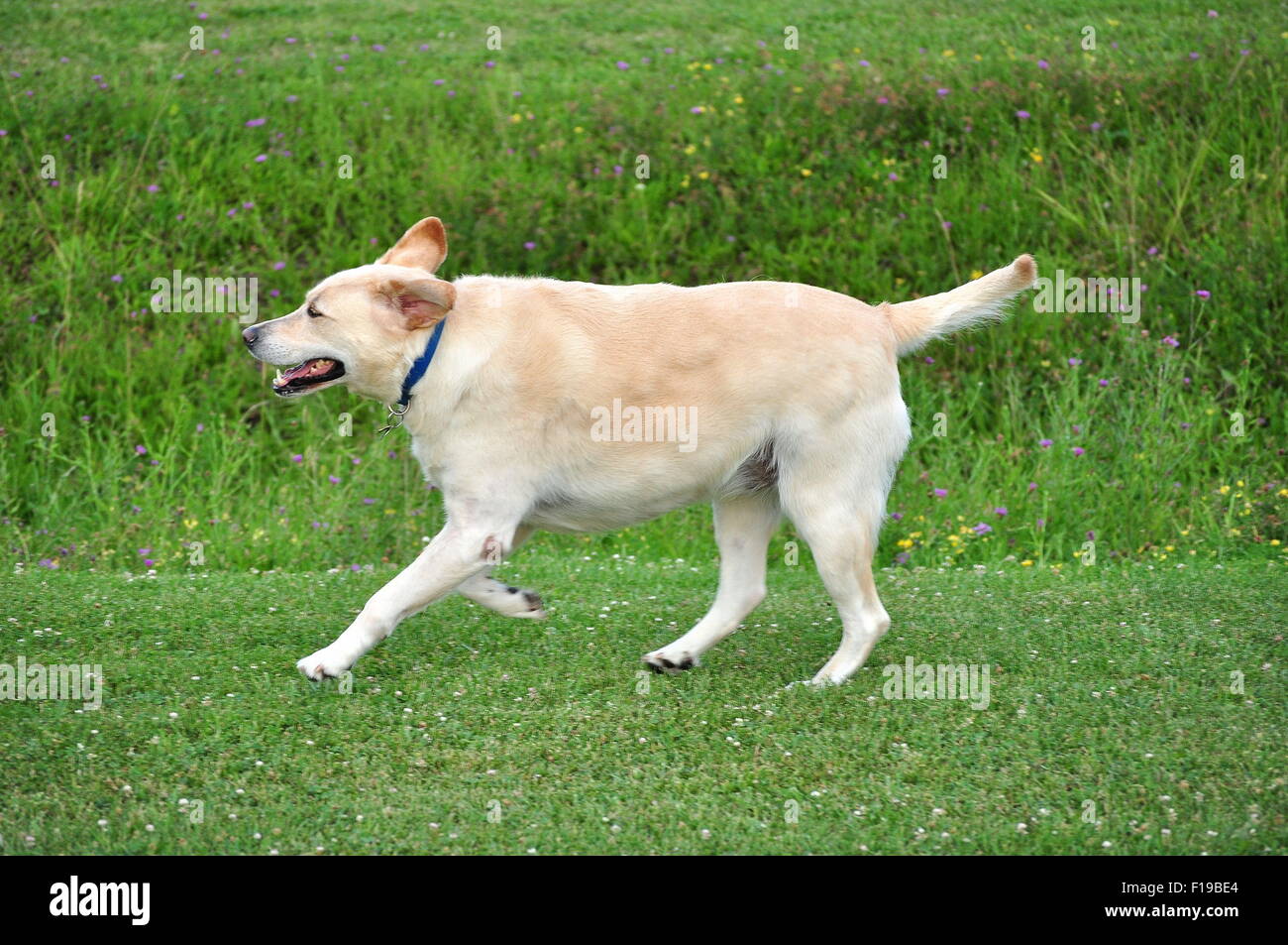 Running labrador hi-res stock photography and images - Alamy