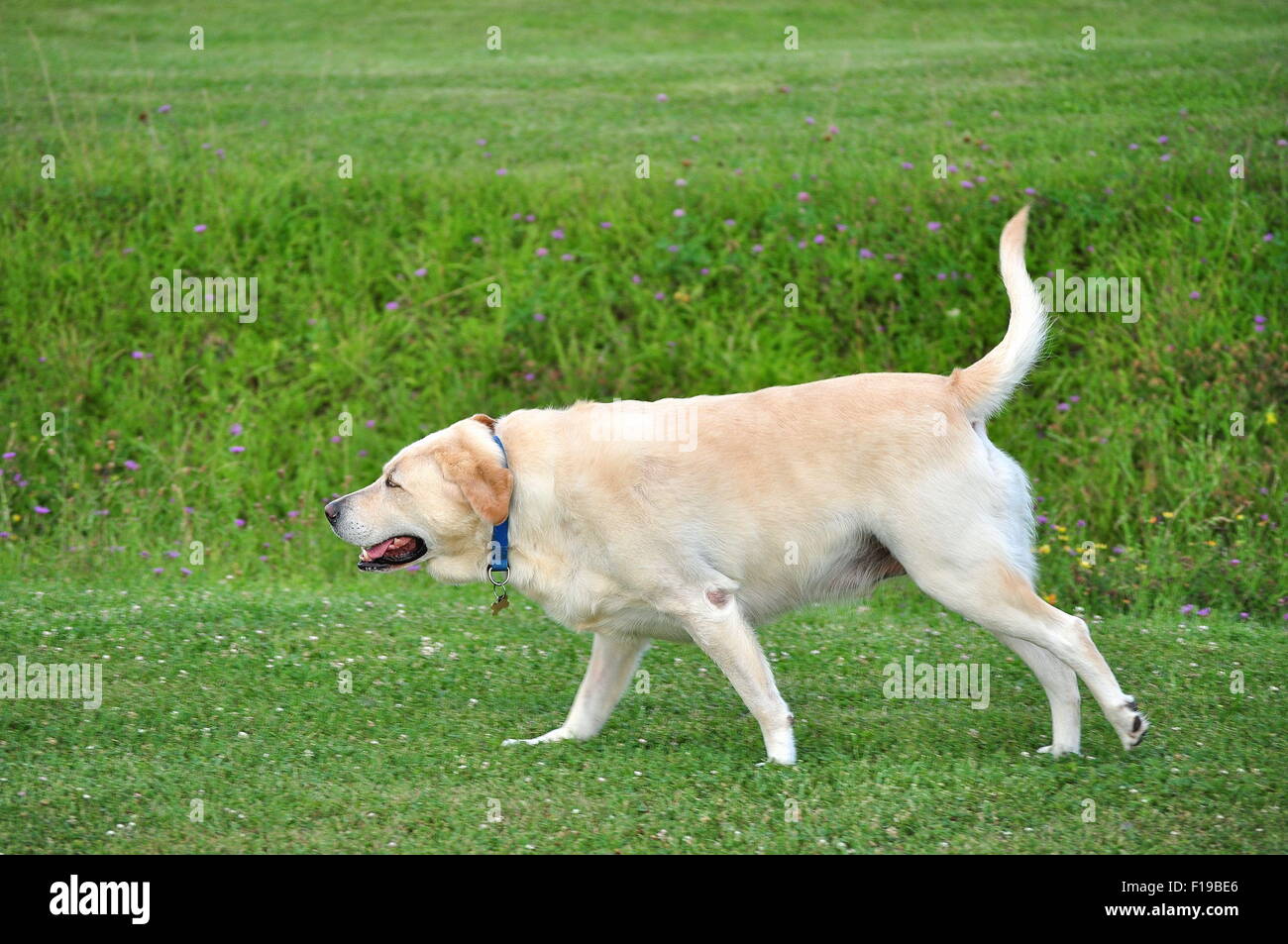 Running Labrador Retriever Stock Photo - Alamy